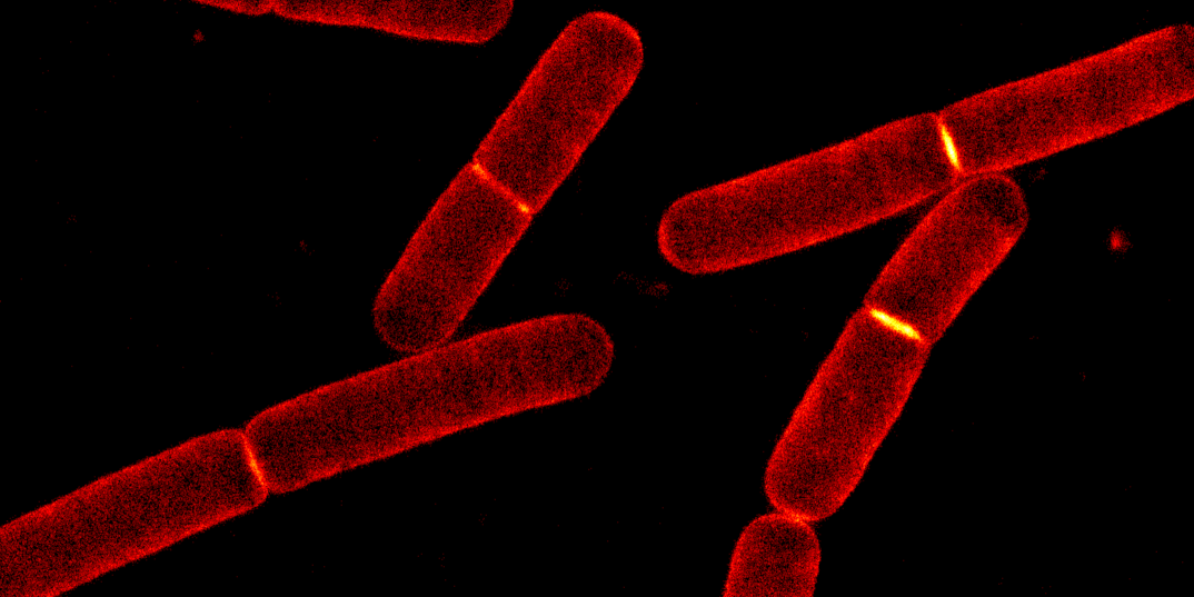 HOLDEN LAB @ WARWICK